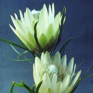 proteas